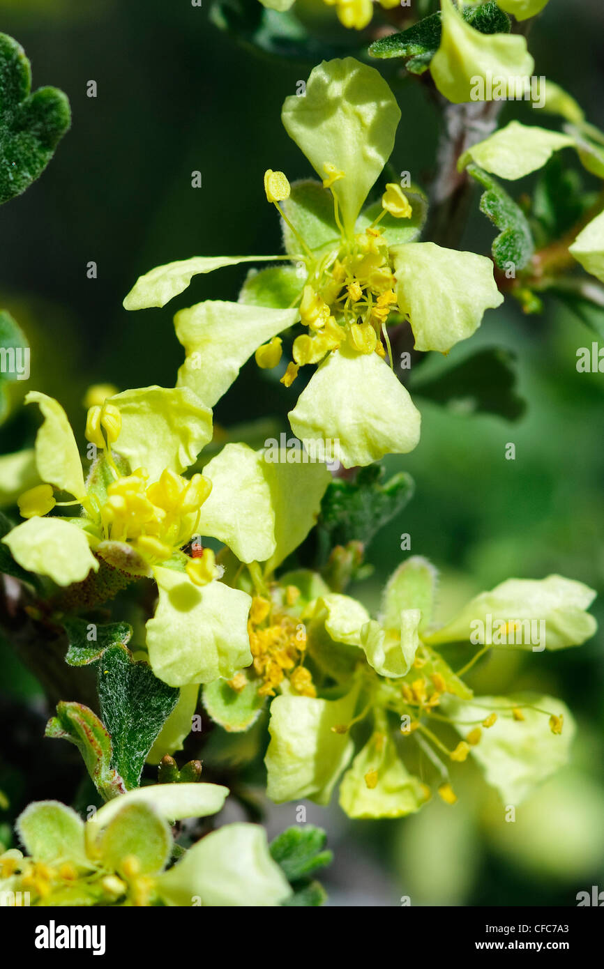 Antelope bush purshia tridentata hi-res stock photography and images ...