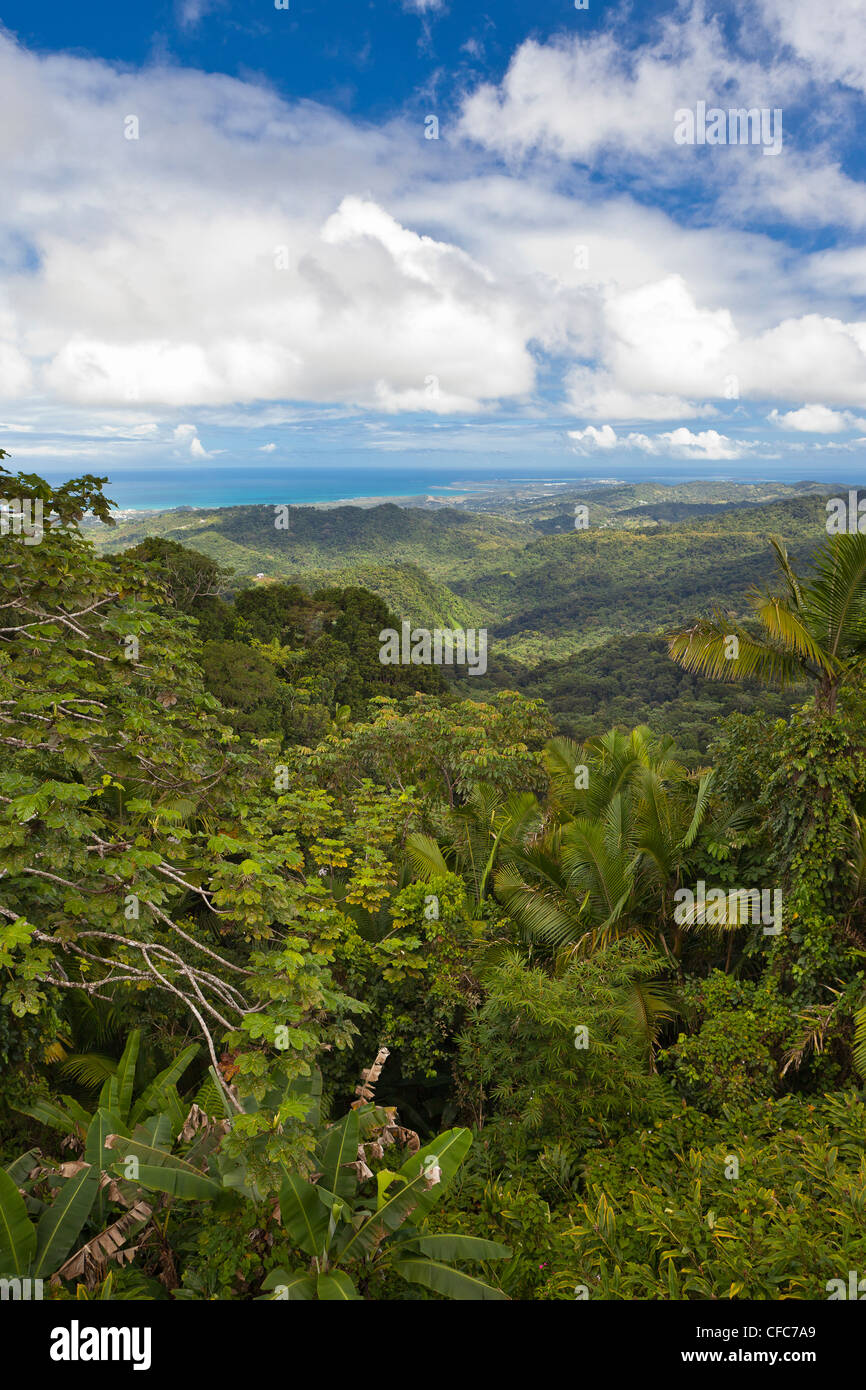 EL YUNQUE NATIONAL FOREST, PUERTO RICO - Jungle canopy in rain forest ...