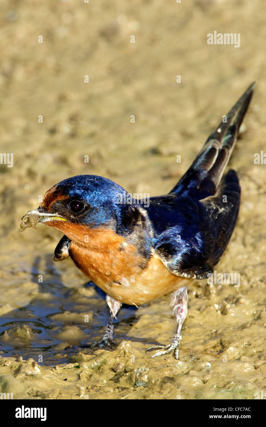 Adult male barn swallow (Hirundo rustica) gathering mud to build its ...