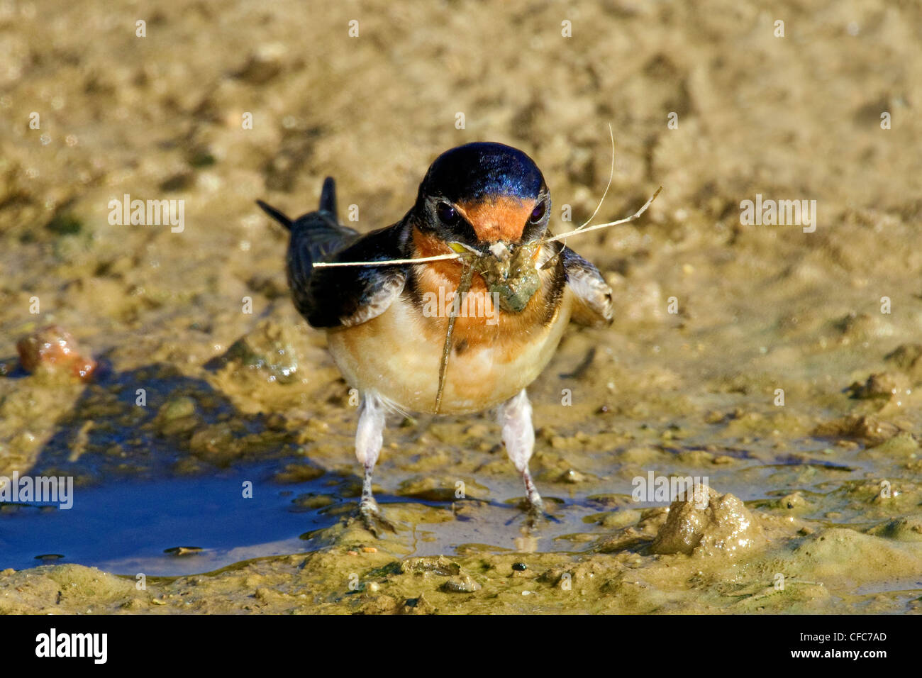 Adult male barn swallow (Hirundo rustica) gathering mud to build its ...
