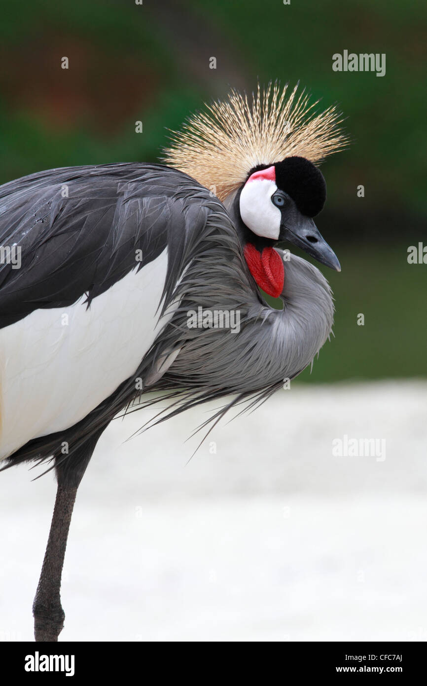 Gray african crane hi-res stock photography and images - Alamy