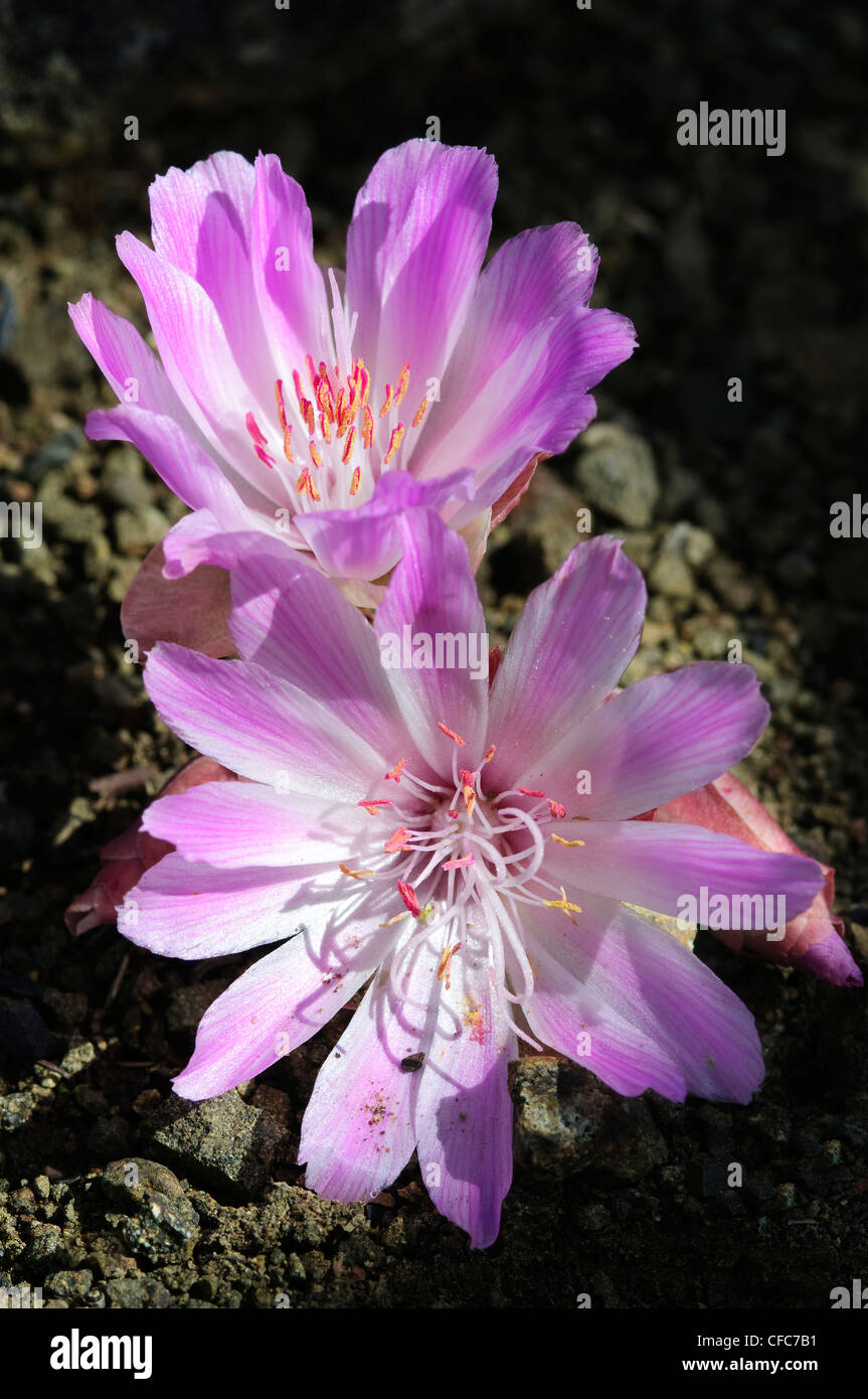 Bitterroot (Lewisia rediviva), southern Okanagan Valley, British ...