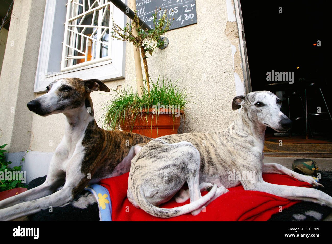 Dogs in front of a Bar, Kreuzberg, Berlin, Germany, Europe Stock Photo ...