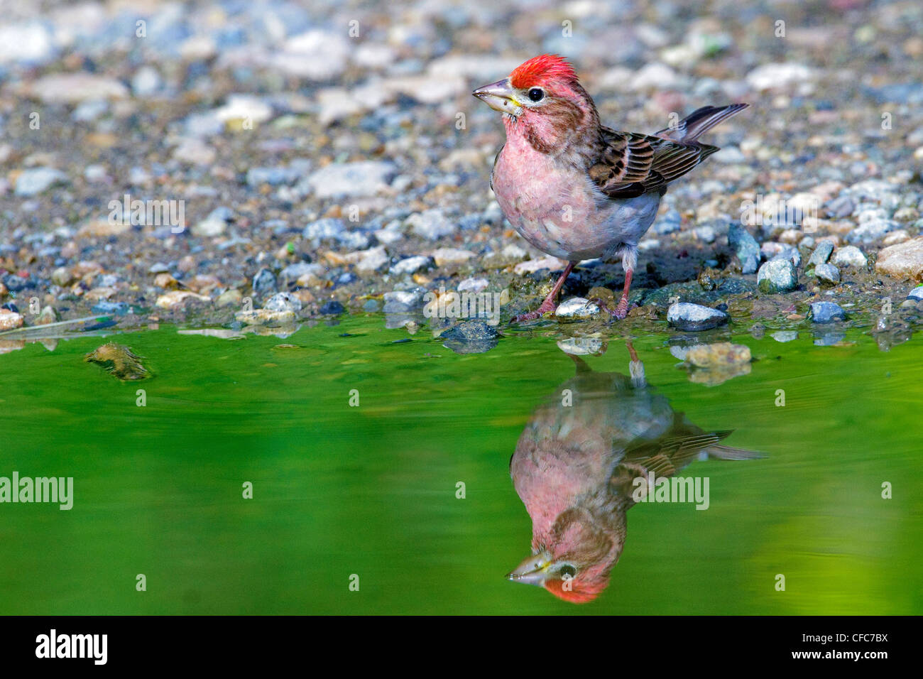 Adult Cassin's finch (Carpodacus cassinii), drinking in a mud puddle ...