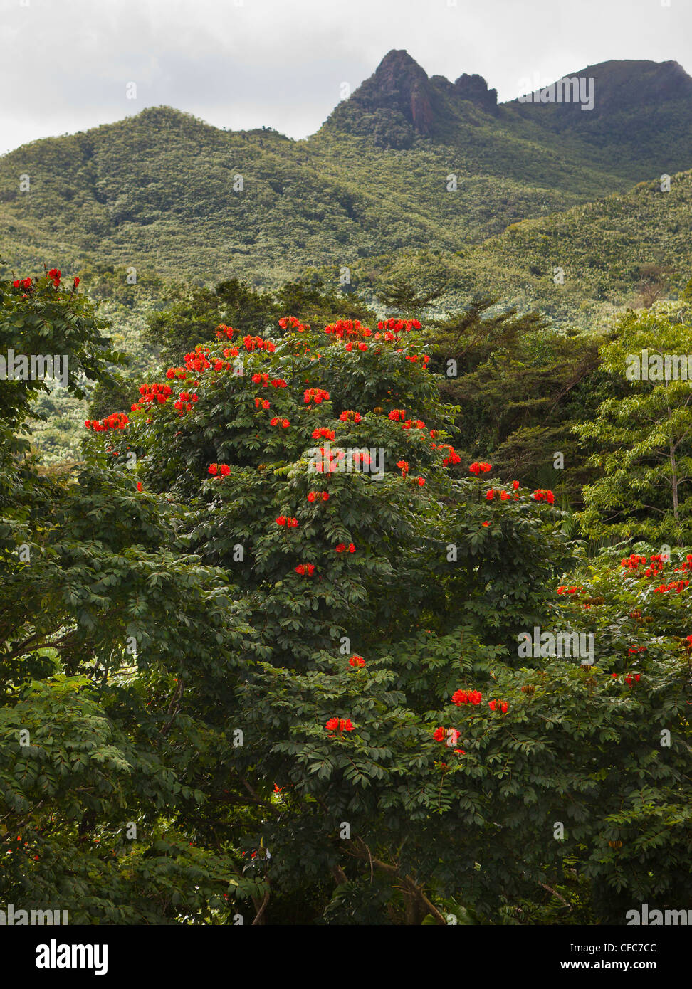 EL YUNQUE NATIONAL FOREST, PUERTO RICO - Jungle canopy in rain forest ...