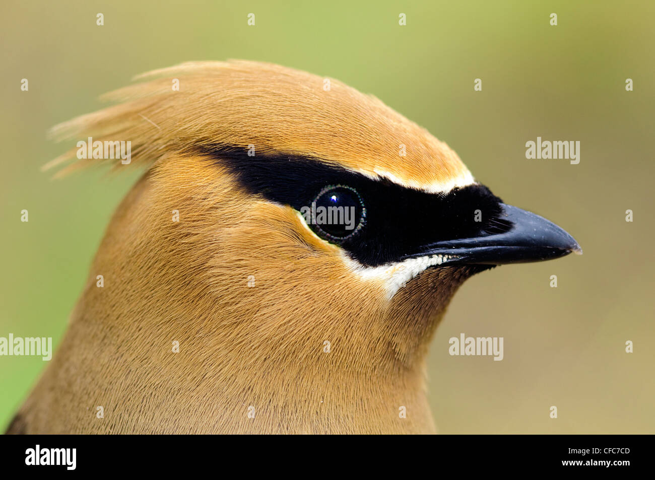 Cedar waxwing (Bombycilla cedrorum), southern Okanagan Valley, British ...