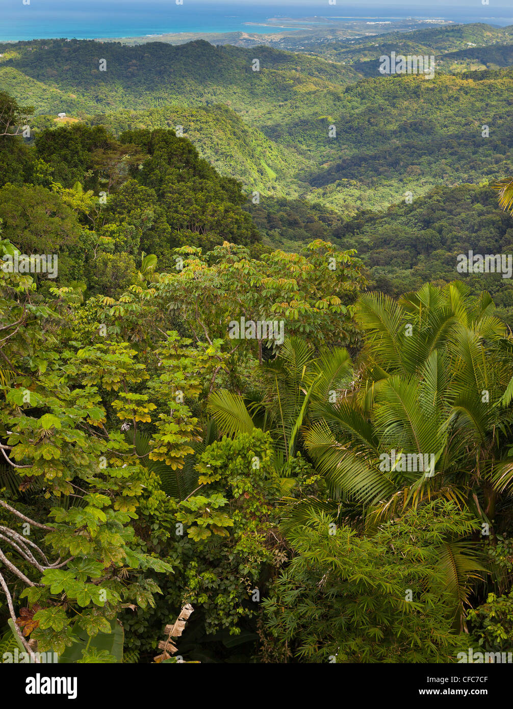 EL YUNQUE NATIONAL FOREST, PUERTO RICO - Jungle canopy in rain forest ...