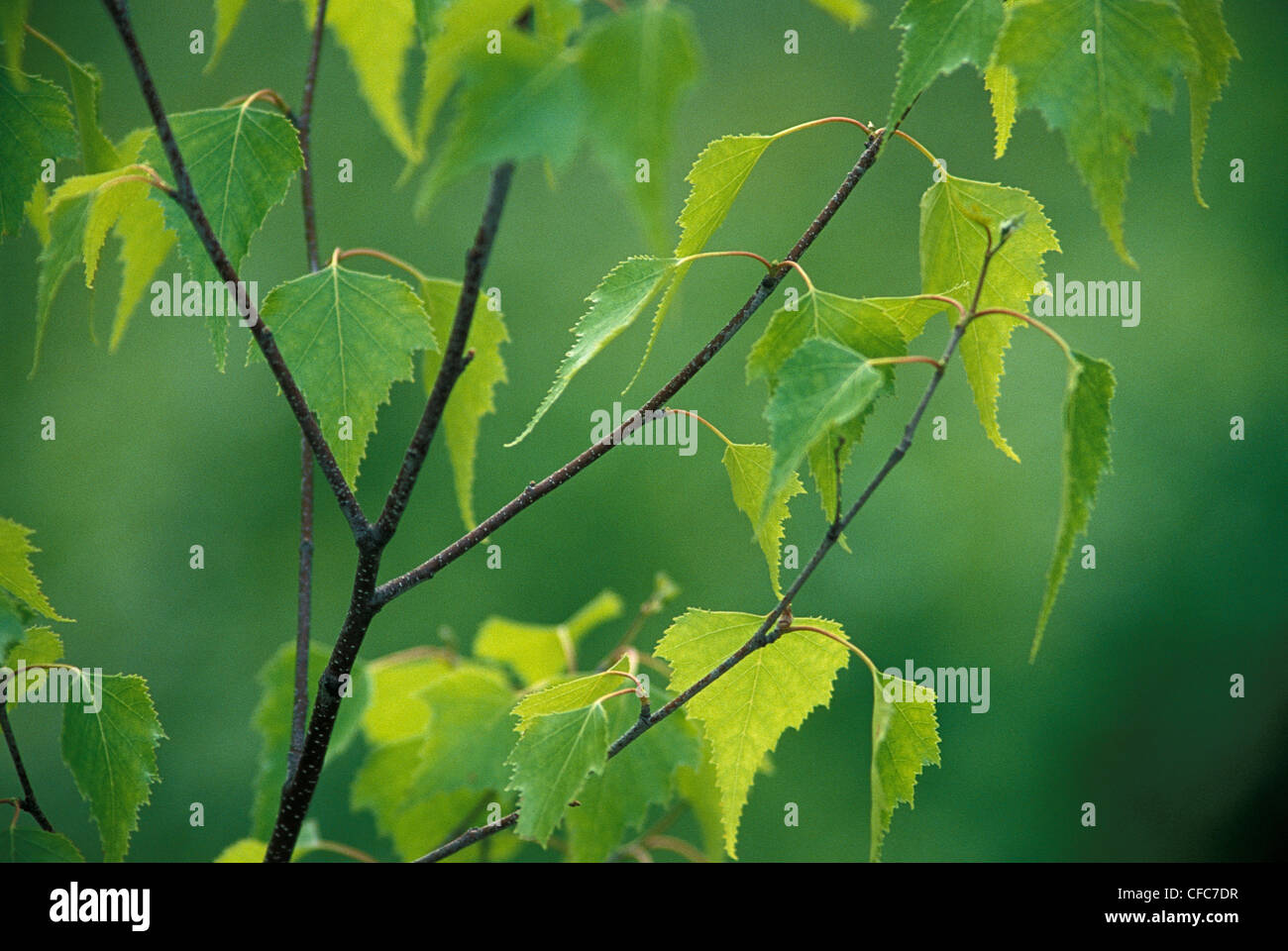 Birch Leaves, Mer Bleue Bog, Mer Bleue Conservation Area, Ottawa ...