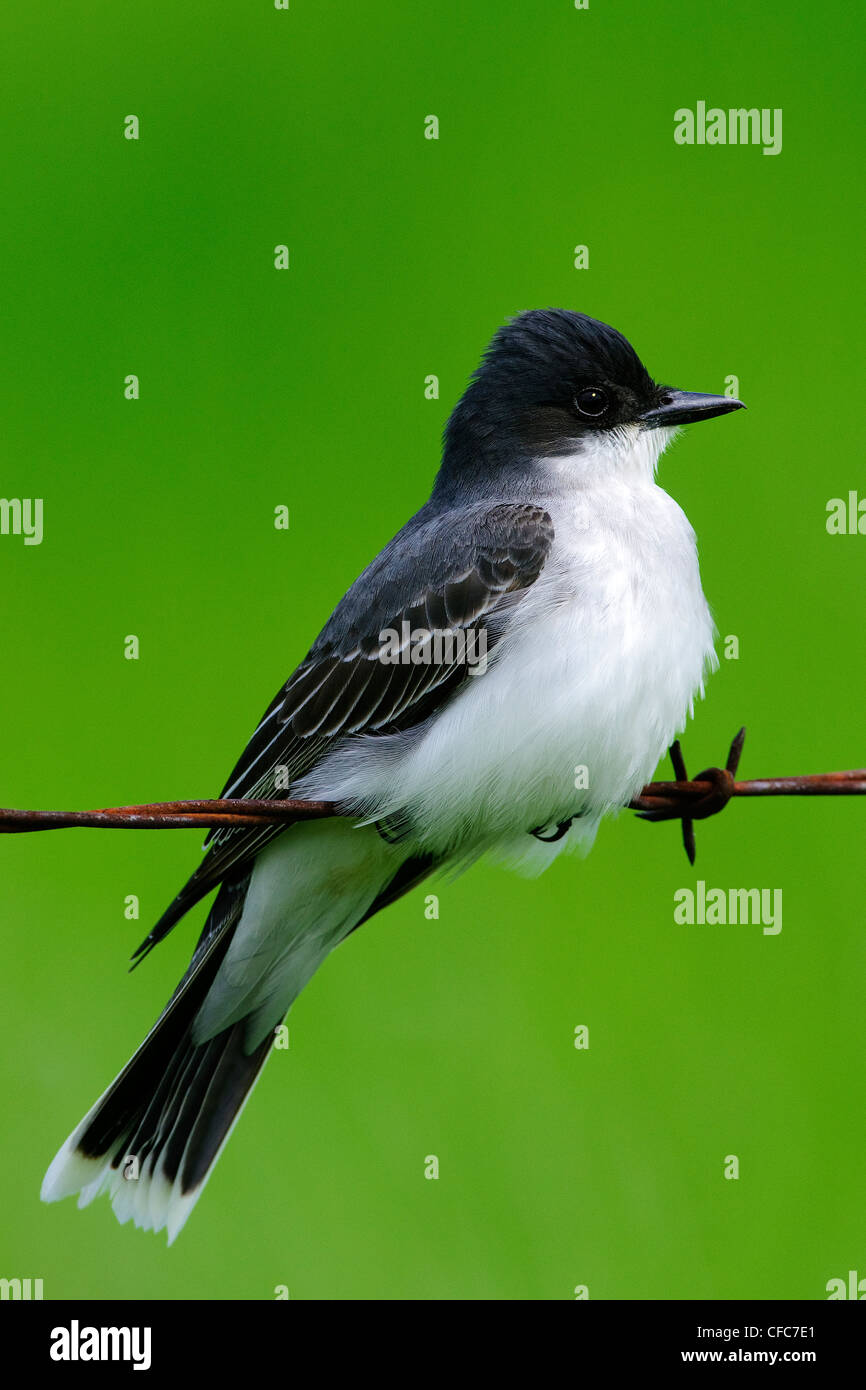 Eastern kingbird Tyrannus tyrannus hunting Stock Photo - Alamy