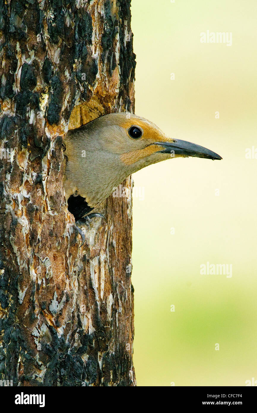 Female northern flicker Colaptes auratus Stock Photo - Alamy