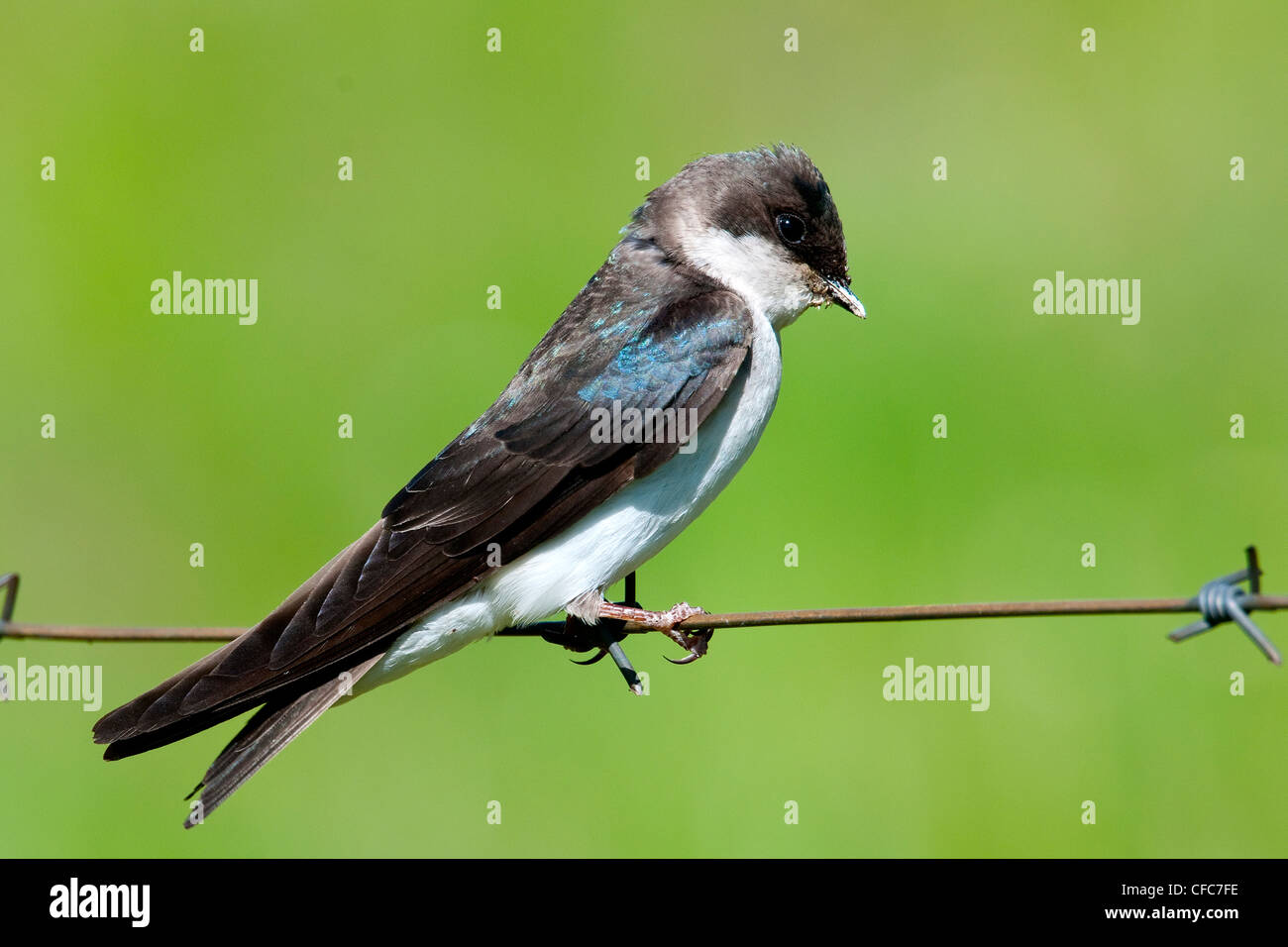 Female tree swallow (Tachycineta bicolor), southern Okanagan Valley ...