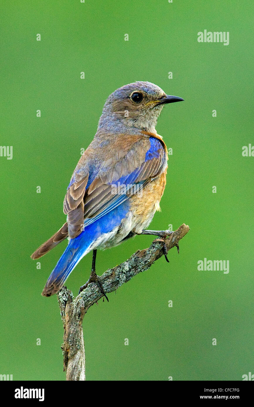 Western bluebird female hi-res stock photography and images - Alamy
