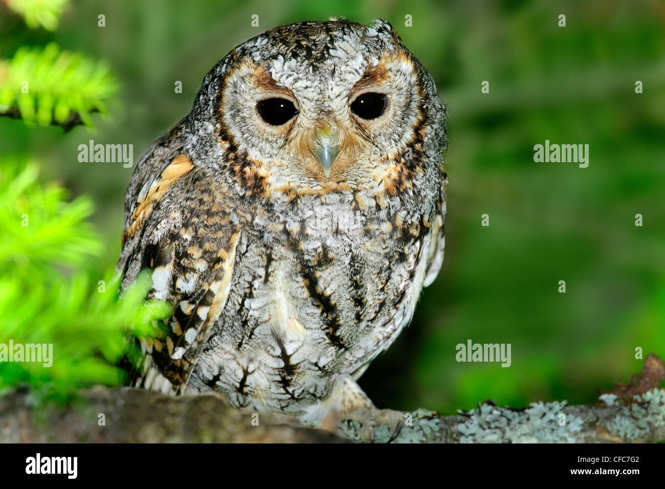 Adult flammulated owl (Otus flammeolus), southern Okanagan Valley ...