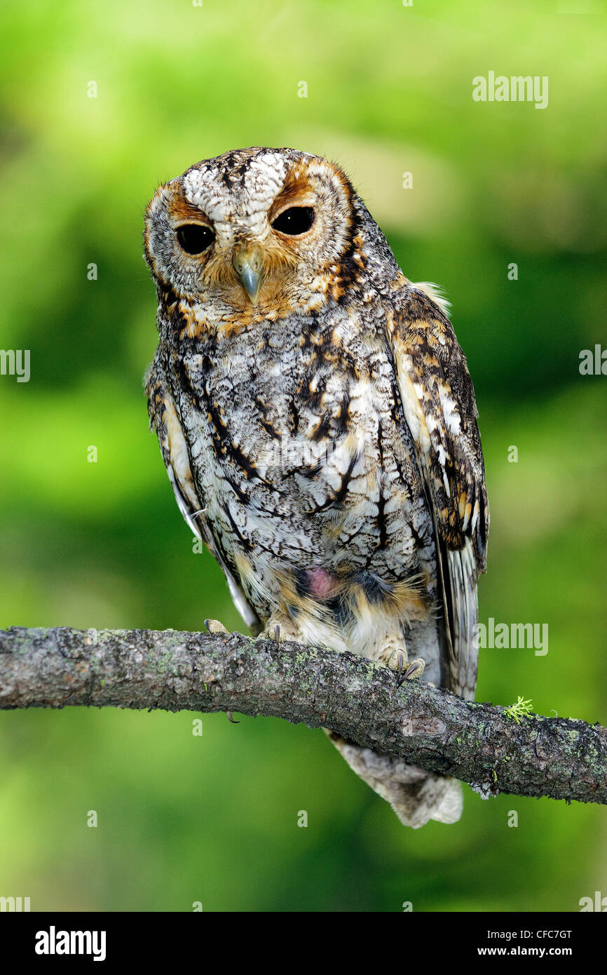 Adult female flammulated owl Otus flammeolus Stock Photo - Alamy