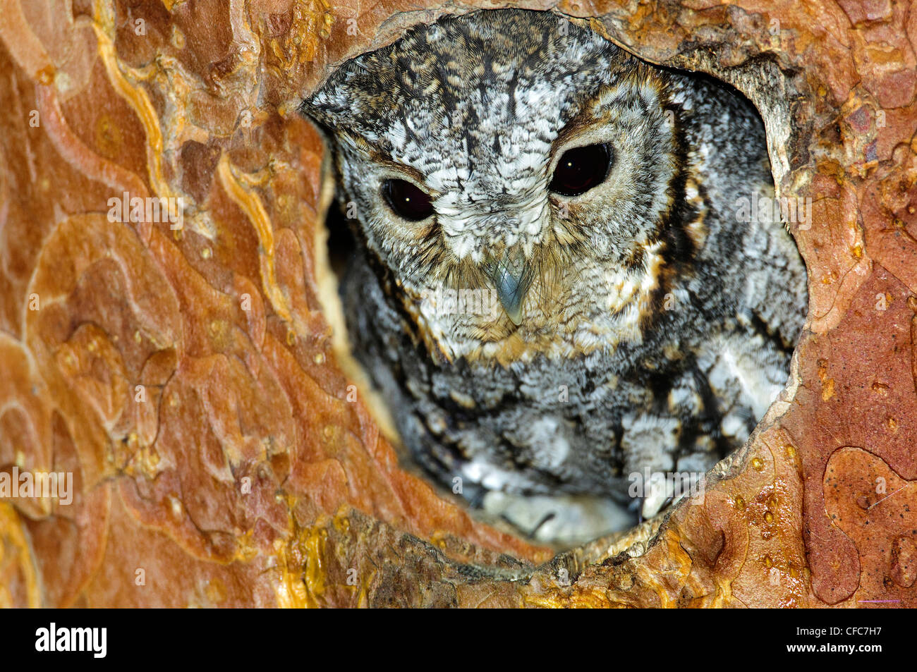 Female flammulated owl Otus flammeolus peering Stock Photo - Alamy