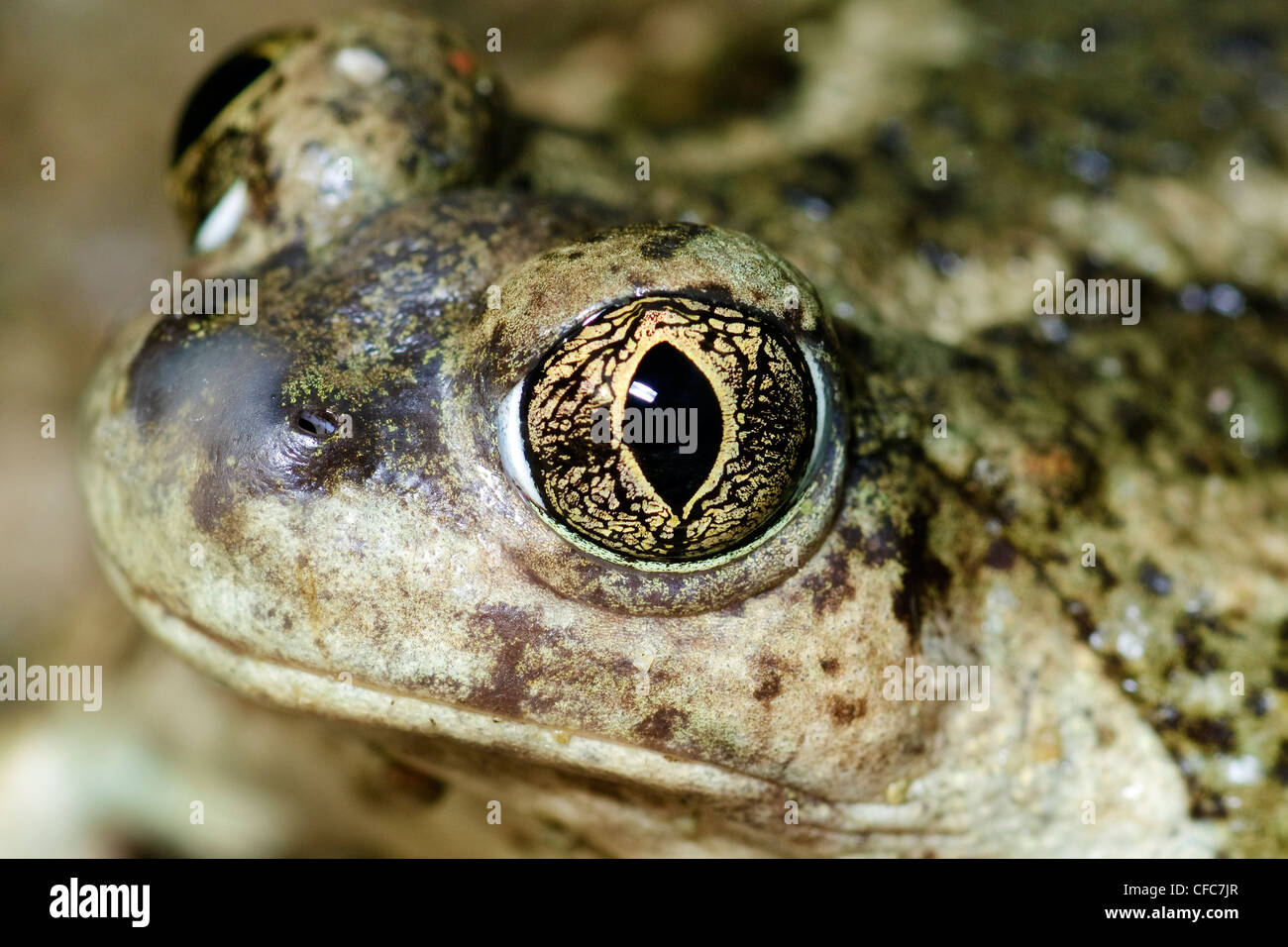 Great Basin spadefoot toad (Spea intermontana), southern Okanagan ...