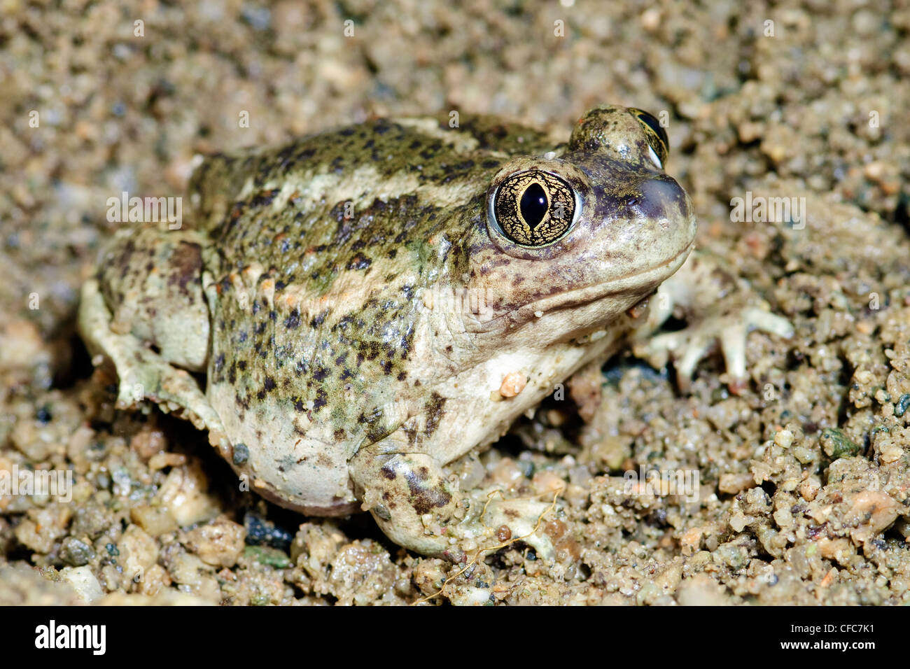 Great Basin spadefoot toad (Spea intermontana), southern Okanagan ...