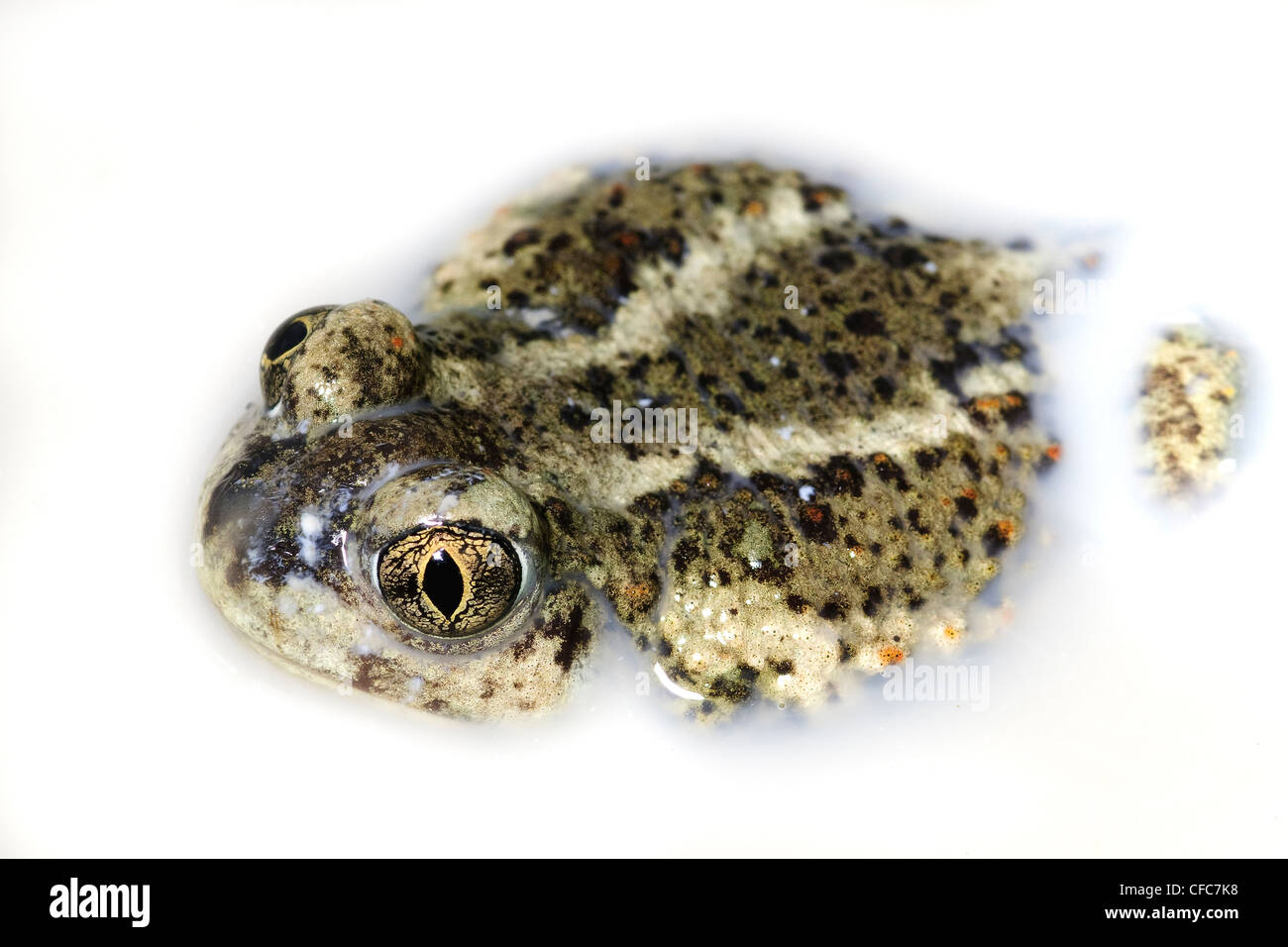 Great Basin spadefoot toad (Spea intermontana) in muddy temporary ...