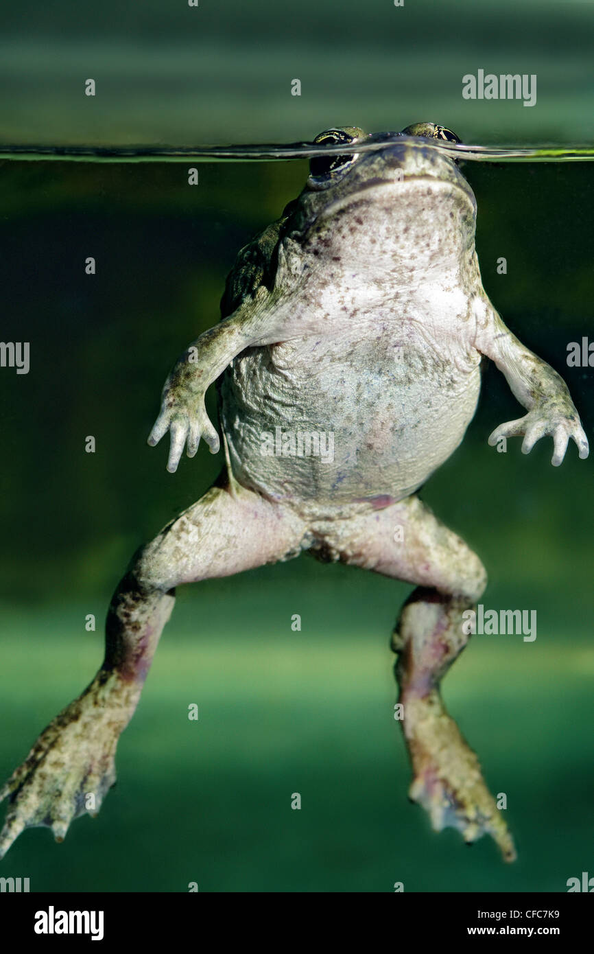 Toad underwater hi-res stock photography and images - Alamy