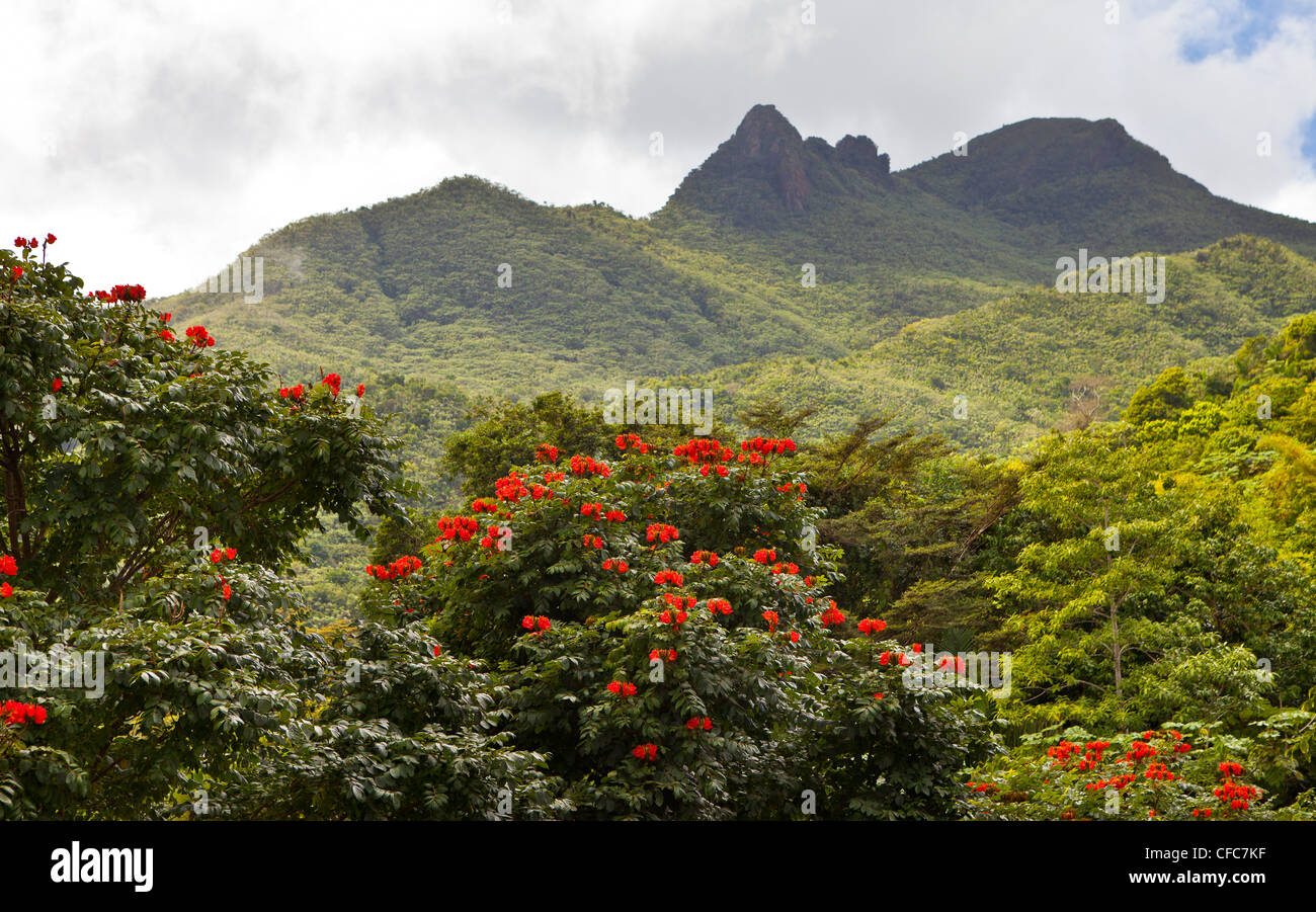 EL YUNQUE NATIONAL FOREST, PUERTO RICO - Jungle canopy in rain forest ...