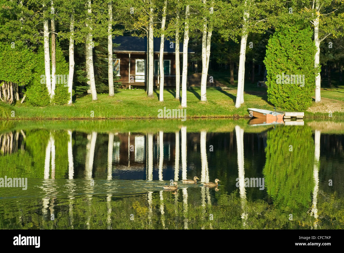 Small cottage and strongly lit birch trees reflected on the surface of ...