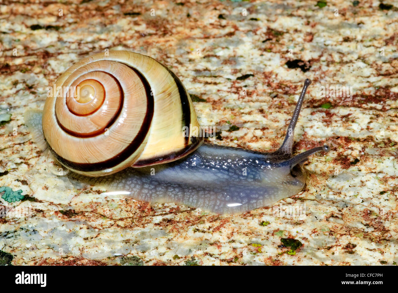 Land snail, southern Okanagan Valley, British Columbia Stock Photo - Alamy