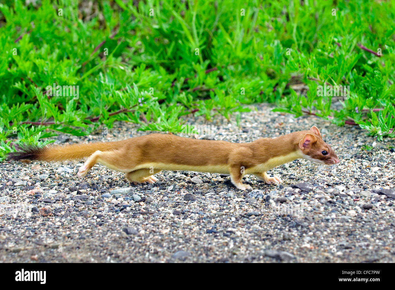 Long-tailed weasel (Mustela frenata) hunting, southern Okanagan Valley ...