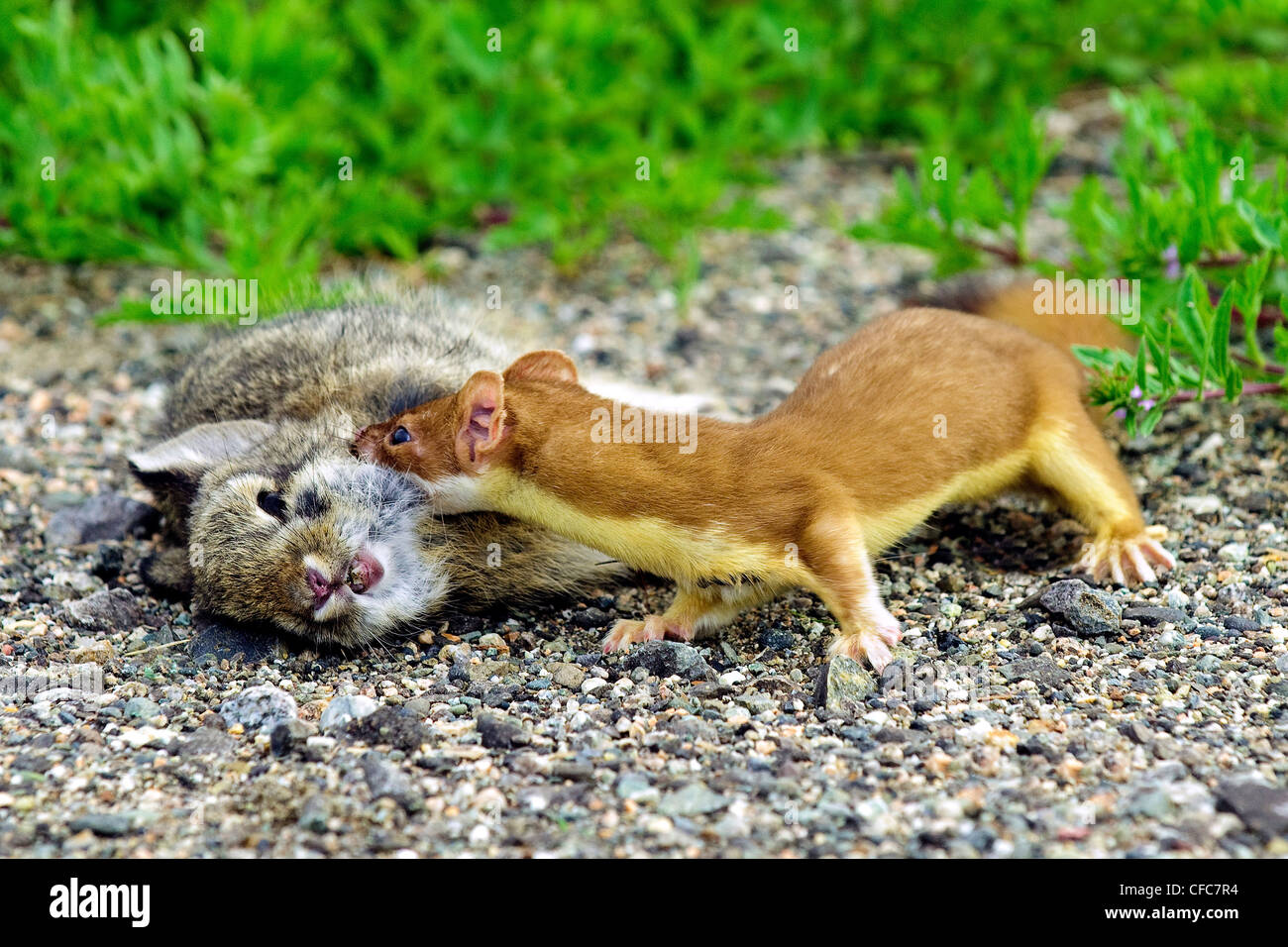 Long-tailed weasel Mustelfrenata attacking Stock Photo - Alamy