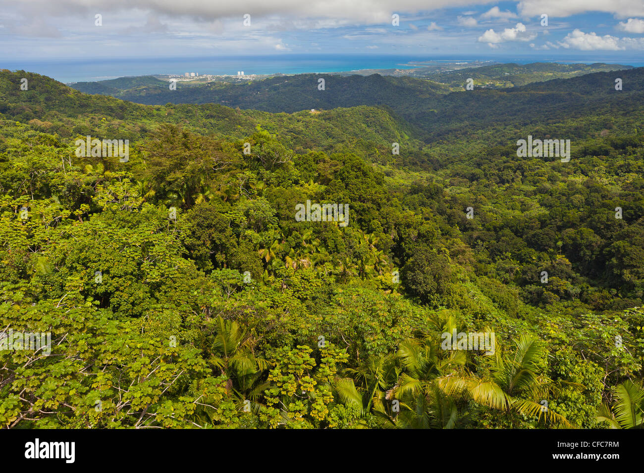 EL YUNQUE NATIONAL FOREST, PUERTO RICO - Rain forest jungle canopy ...