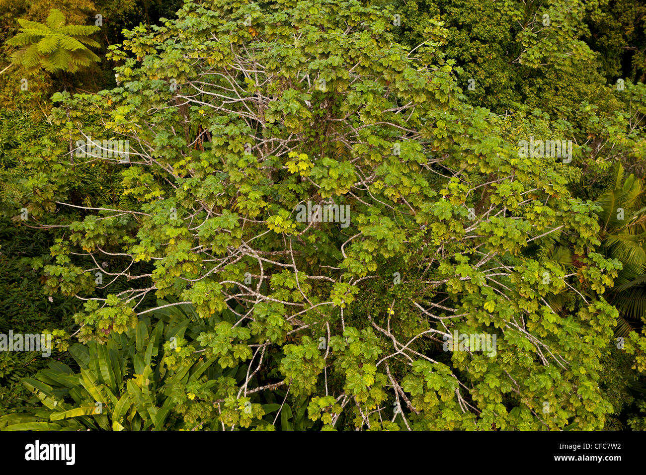 EL YUNQUE NATIONAL FOREST, PUERTO RICO - Rain forest jungle canopy ...