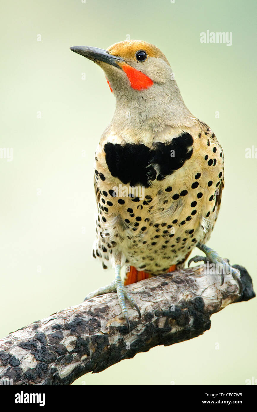 Male northern flicker red-shatfted morph Colaptes Stock Photo - Alamy