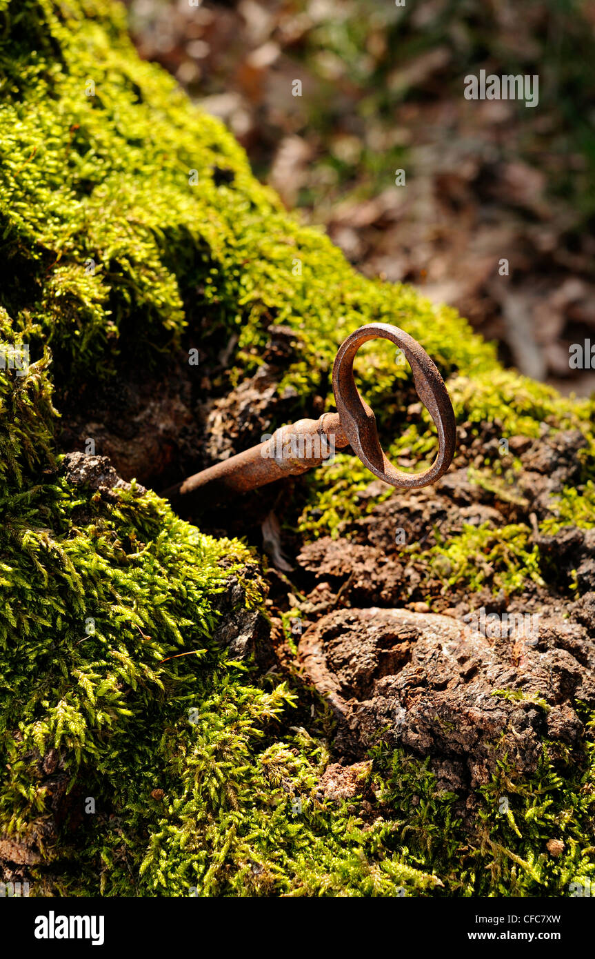 Musk wood hi-res stock photography and images - Alamy