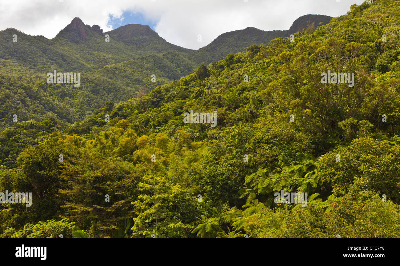 EL YUNQUE NATIONAL FOREST, PUERTO RICO - Jungle canopy in rain forest ...