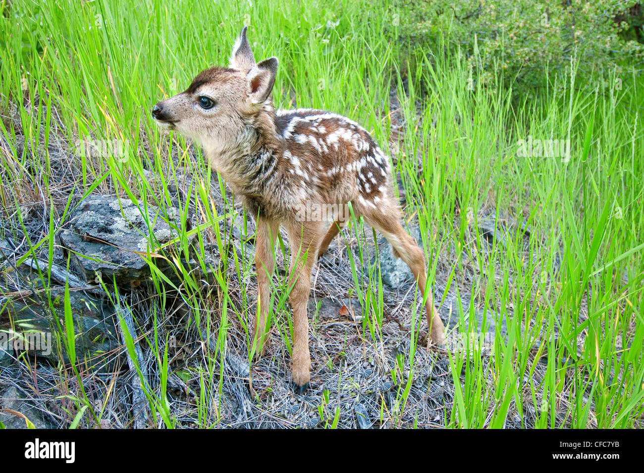 Newborn mule deer fawn (Odocoileus hemionus) southern Okanagan Valley ...