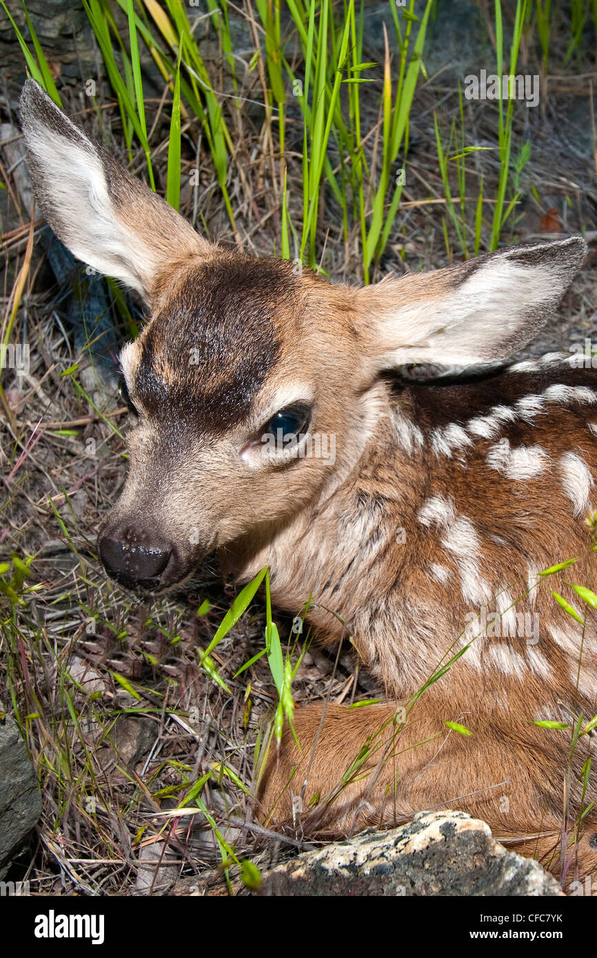 Newborn mule deer fawn (Odocoileus hemionus) southern Okanagan Valley ...