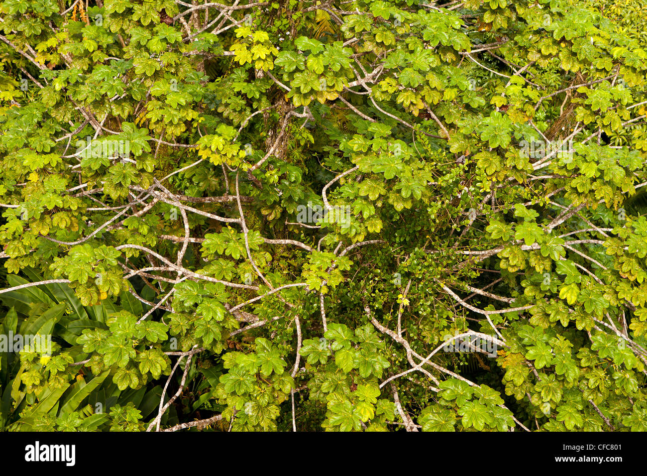 Puerto Rico National Tree