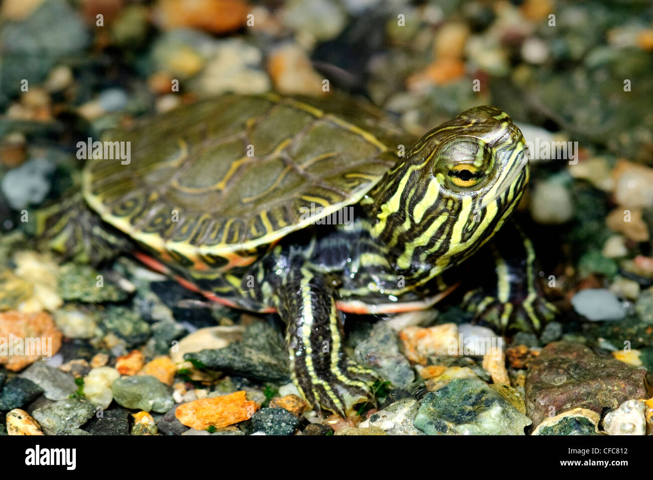 Painted turtle hatchling (Chrysemys picta), southern Okanagan Valley ...