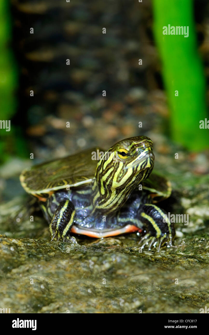 Baby Painted Turtle Hatchling
