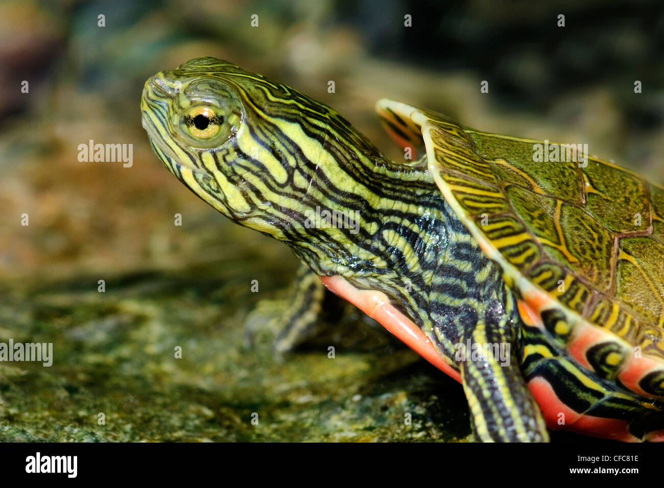 Southern painted turtle hi-res stock photography and images - Alamy