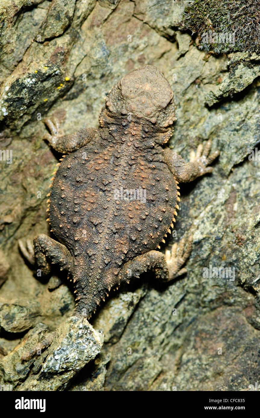 Juvenile pygmy horned lizard Phrynosomdouglasii Stock Photo - Alamy