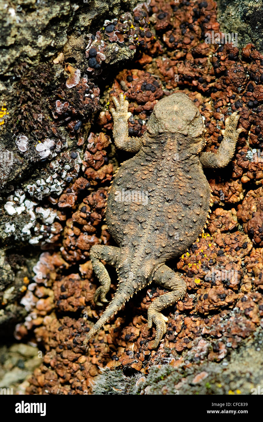 Juvenile pygmy horned lizard Phrynosomdouglasii Stock Photo - Alamy