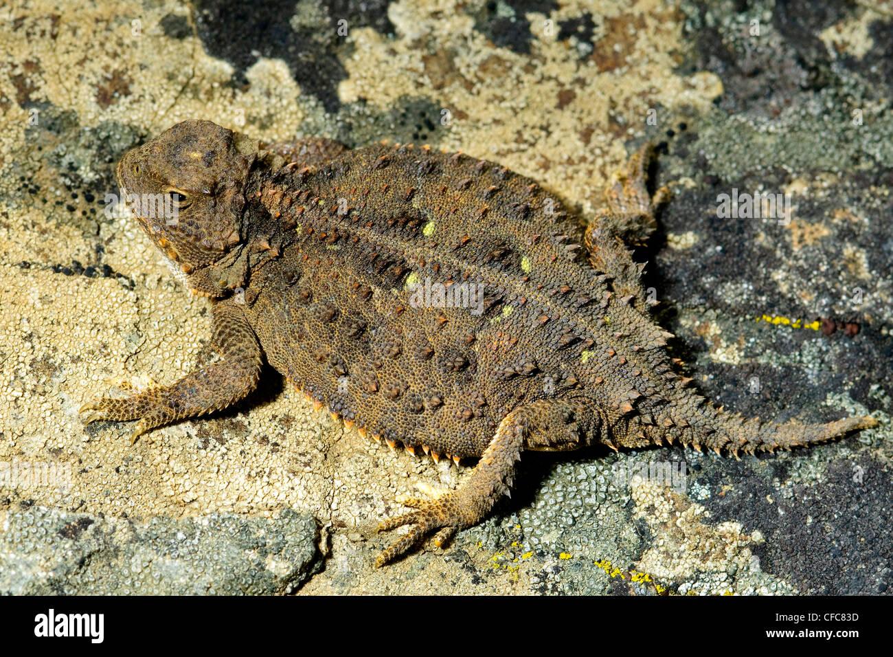 Pygmy horned lizard Phrynosomdouglasii relying Stock Photo - Alamy
