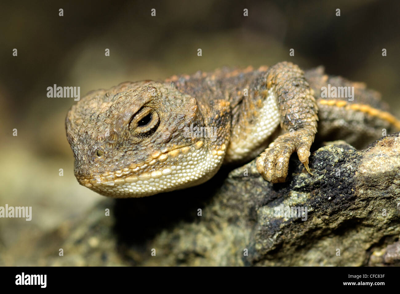 Pygmy horned lizard hi-res stock photography and images - Alamy