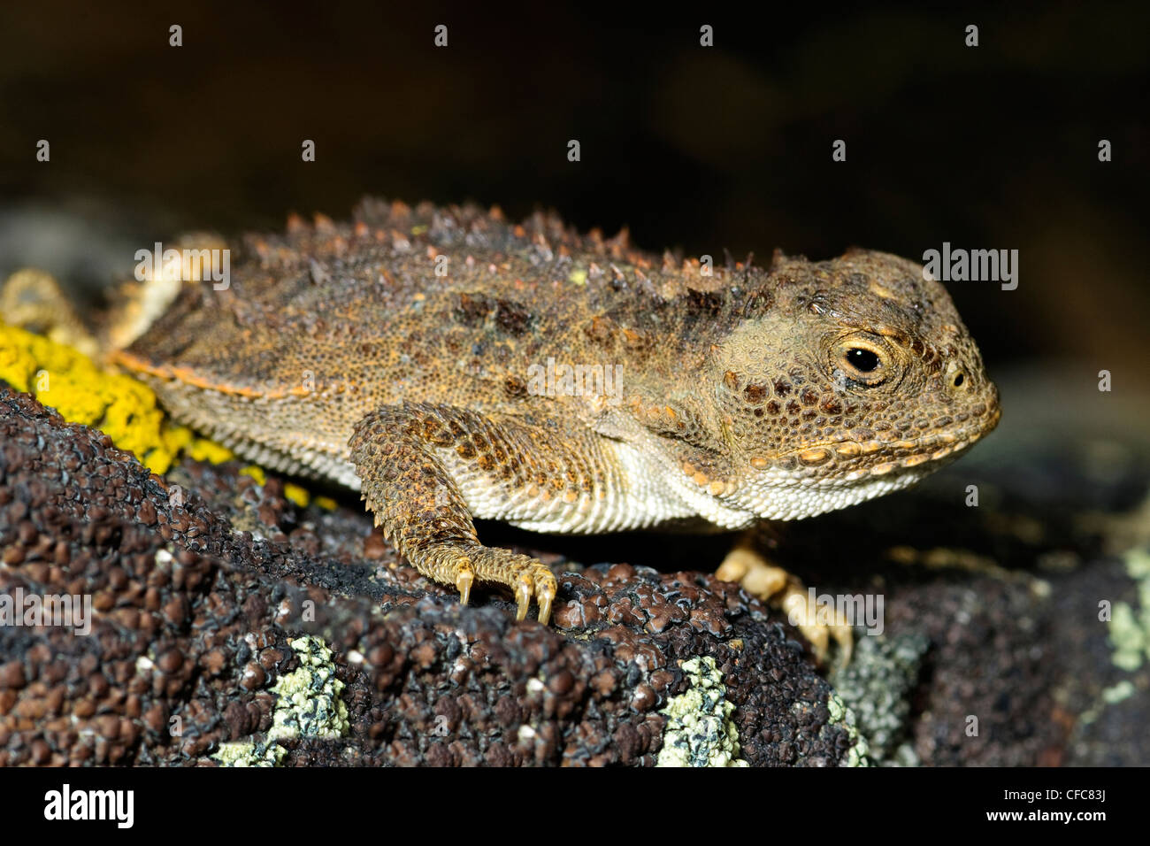 Pygmy short horned lizard hi-res stock photography and images - Alamy