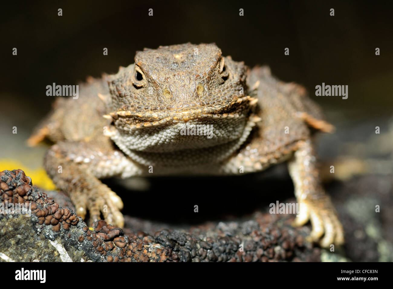 Phrynosoma douglasii hi-res stock photography and images - Alamy