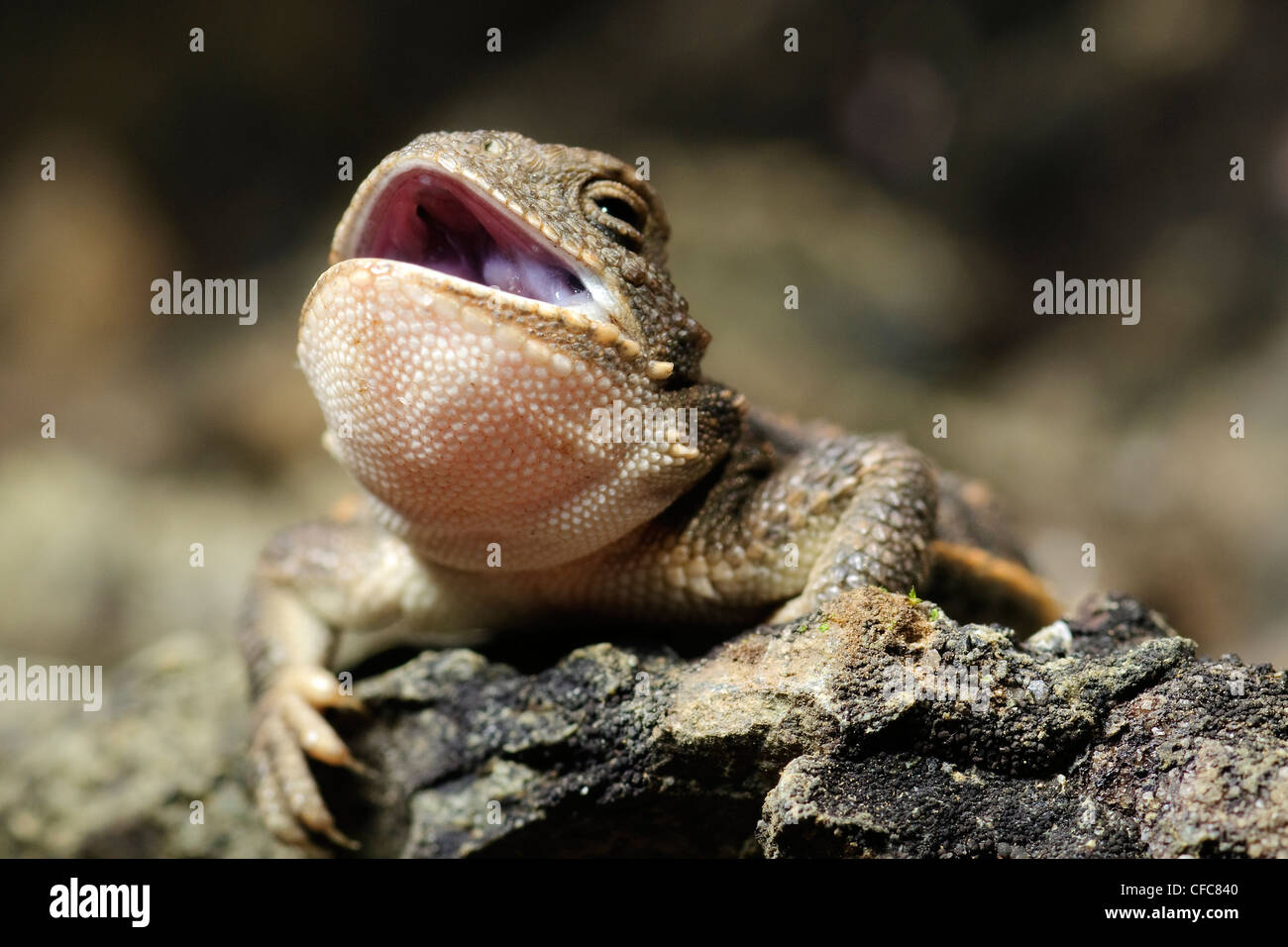 Juvenile pygmy short-horned lizard (Phrynosoma douglasii) giving a ...