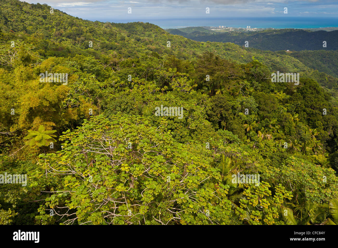 EL YUNQUE NATIONAL FOREST, PUERTO RICO - Rain forest jungle canopy ...