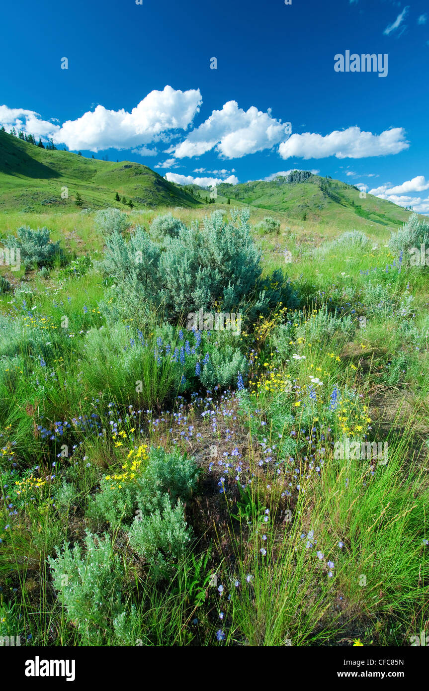 South Okanagan Grasslands Protected Area, southern Okanagan Valley ...