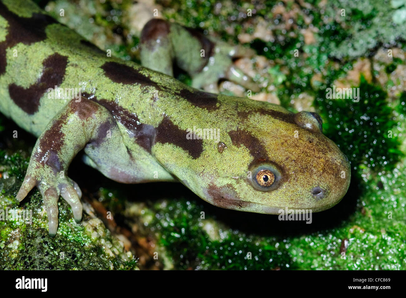 Tiger salamanders hi-res stock photography and images - Alamy