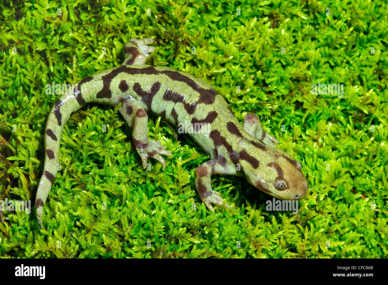 Adult tiger salamander (Ambystoma tigrinum), Okanagan Valley, southern ...